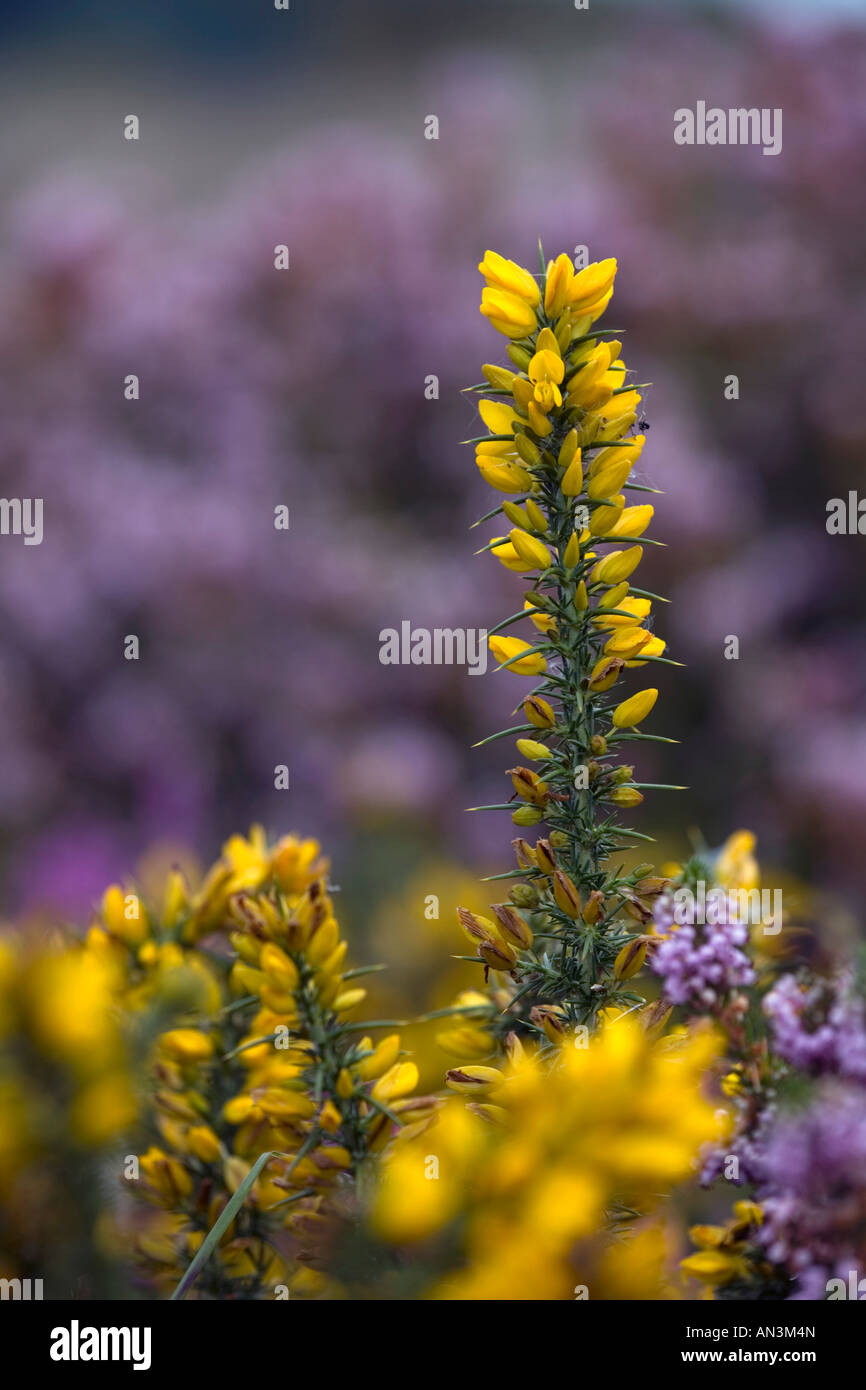 western gorse Ulex gallii cornwall Stock Photo - Alamy