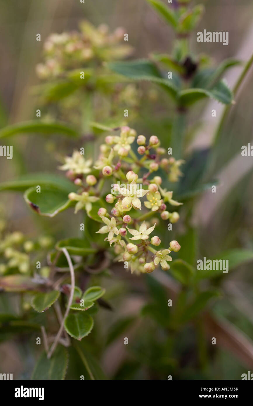 wild madder Rubia peregrina cornwall Stock Photo - Alamy
