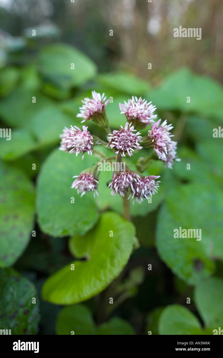 winter heliotrope Petasites hybridus winter cornwall Stock Photo - Alamy