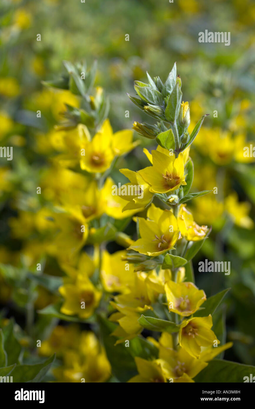 Yellow loosestrife stem hi-res stock photography and images - Alamy