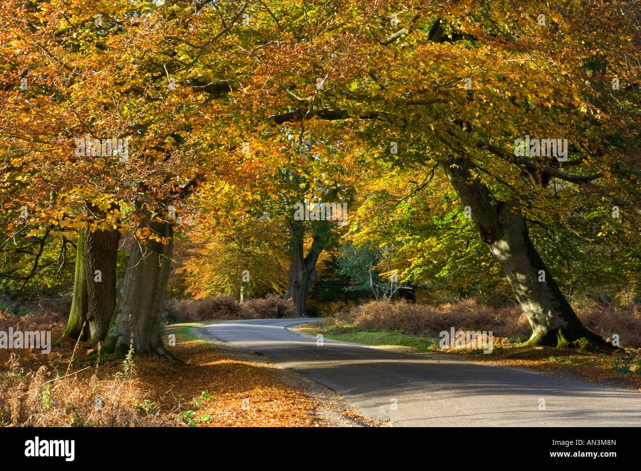 Road over arch trees arch hi-res stock photography and images - Alamy