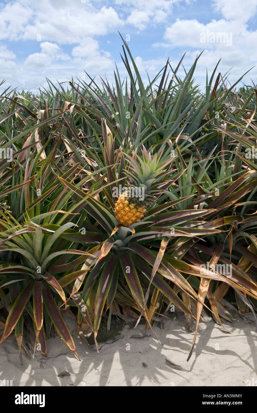 Pineapple growing in a field Stock Photo - Alamy