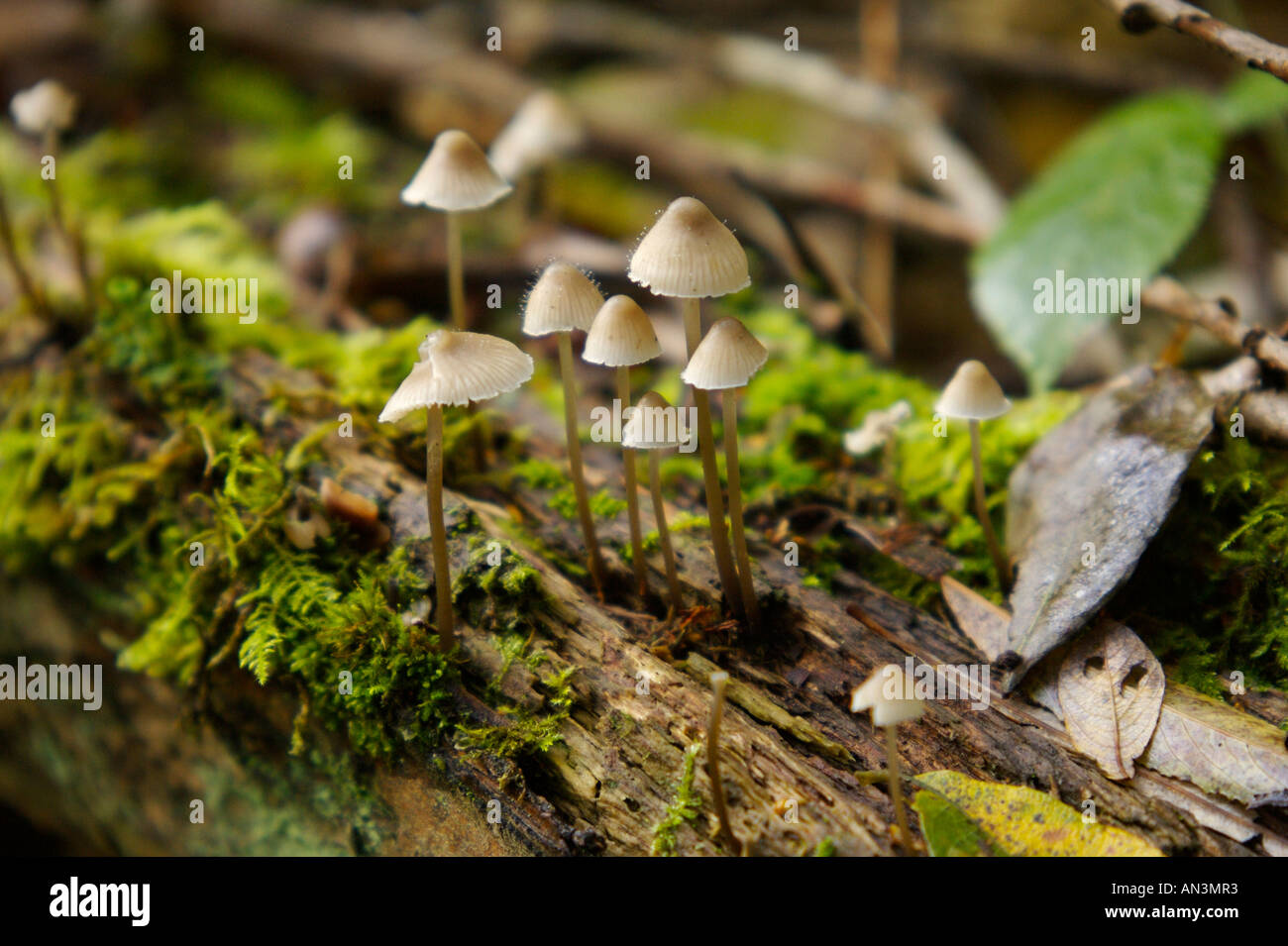 Small fungi hi-res stock photography and images - Alamy