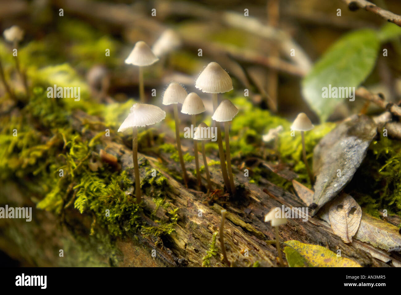 Small fungi growing on dead wood on the forest floor Stock Photo - Alamy