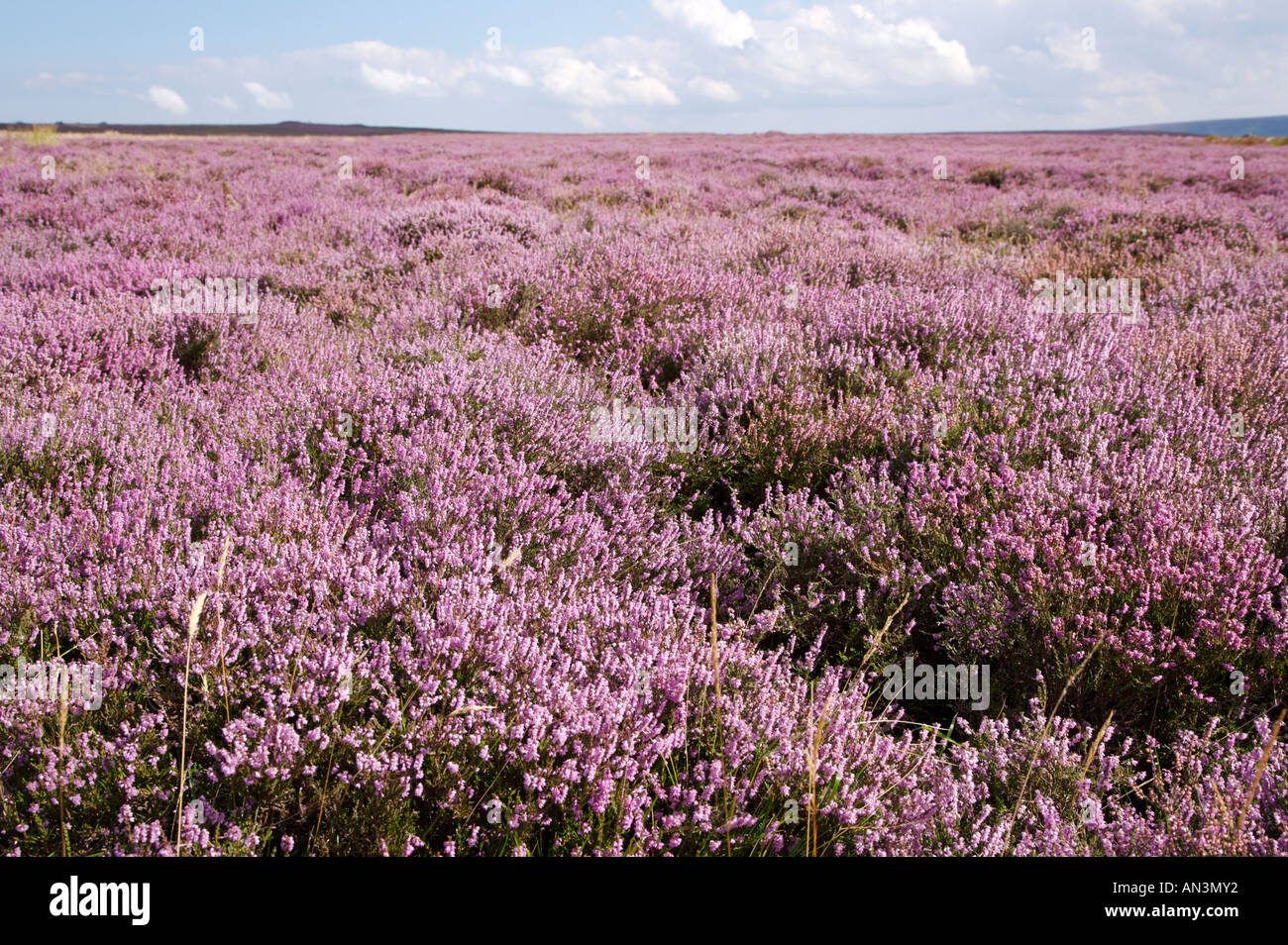 Heather in bloom across the North York Moors National Park, Yorkshire ...