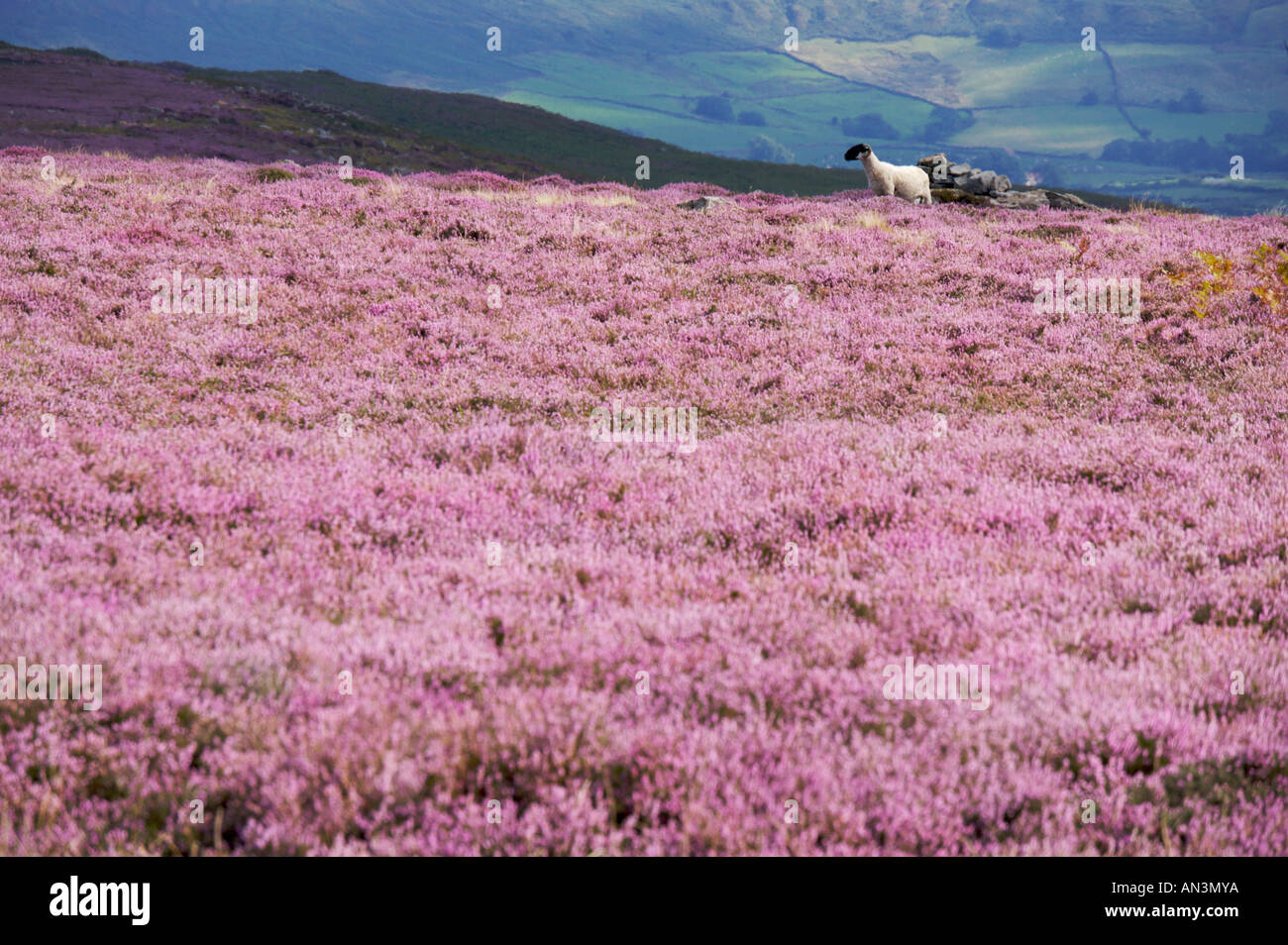 Heather in bloom across the North York Moors National Park, Yorkshire ...