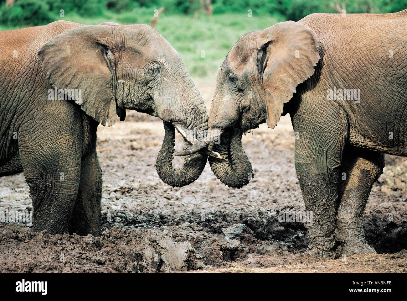 Salt lick hi-res stock photography and images - Alamy