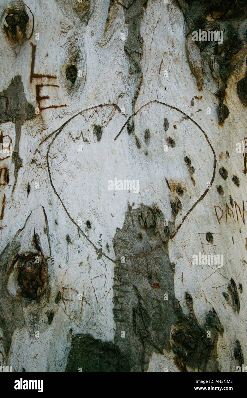 Love heart carved into a tree Stock Photo - Alamy