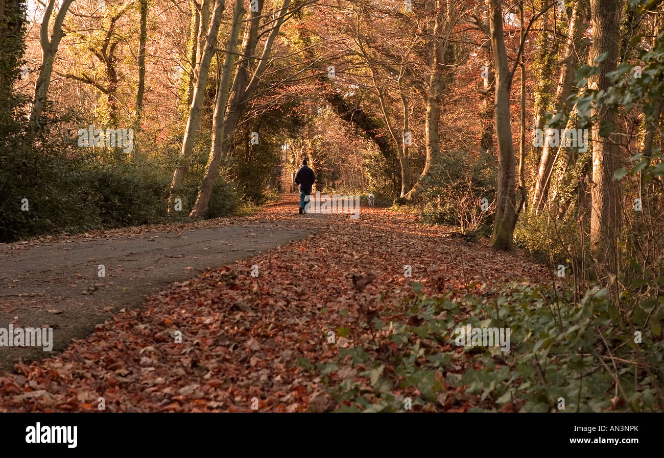 Man Walking a Dog In Victoria Park Netley Hampshire UK Stock Photo - Alamy