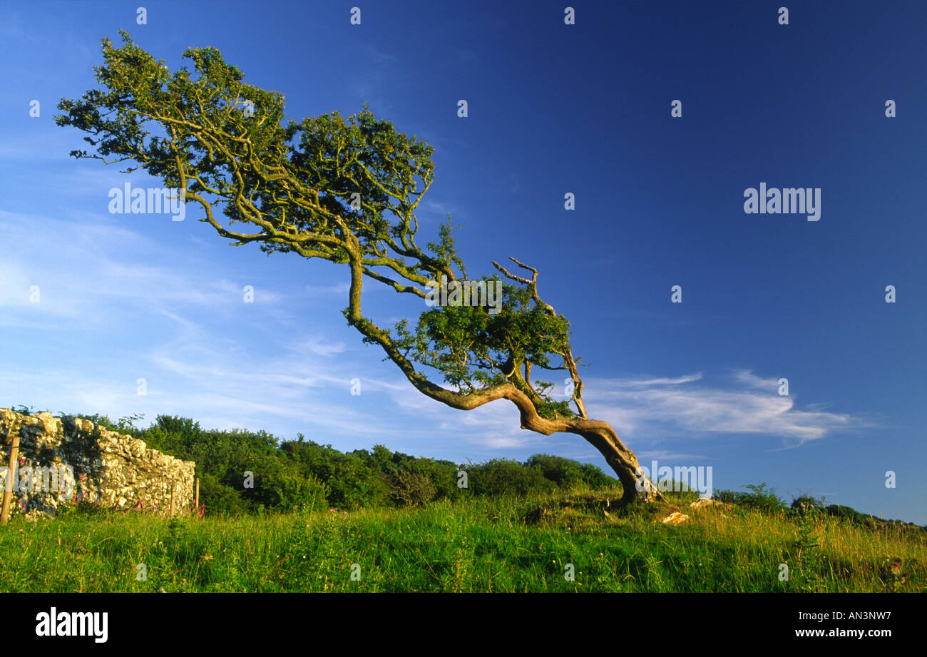 Wind sculptured tree hi-res stock photography and images - Alamy