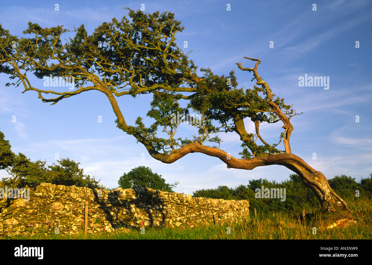 Wind sculptured tree hi-res stock photography and images - Alamy