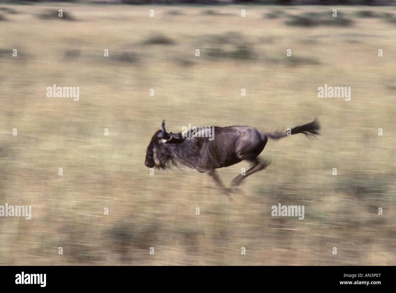 Galloping wildebeest panned at speed Masai Mara National Reserve Kenya ...