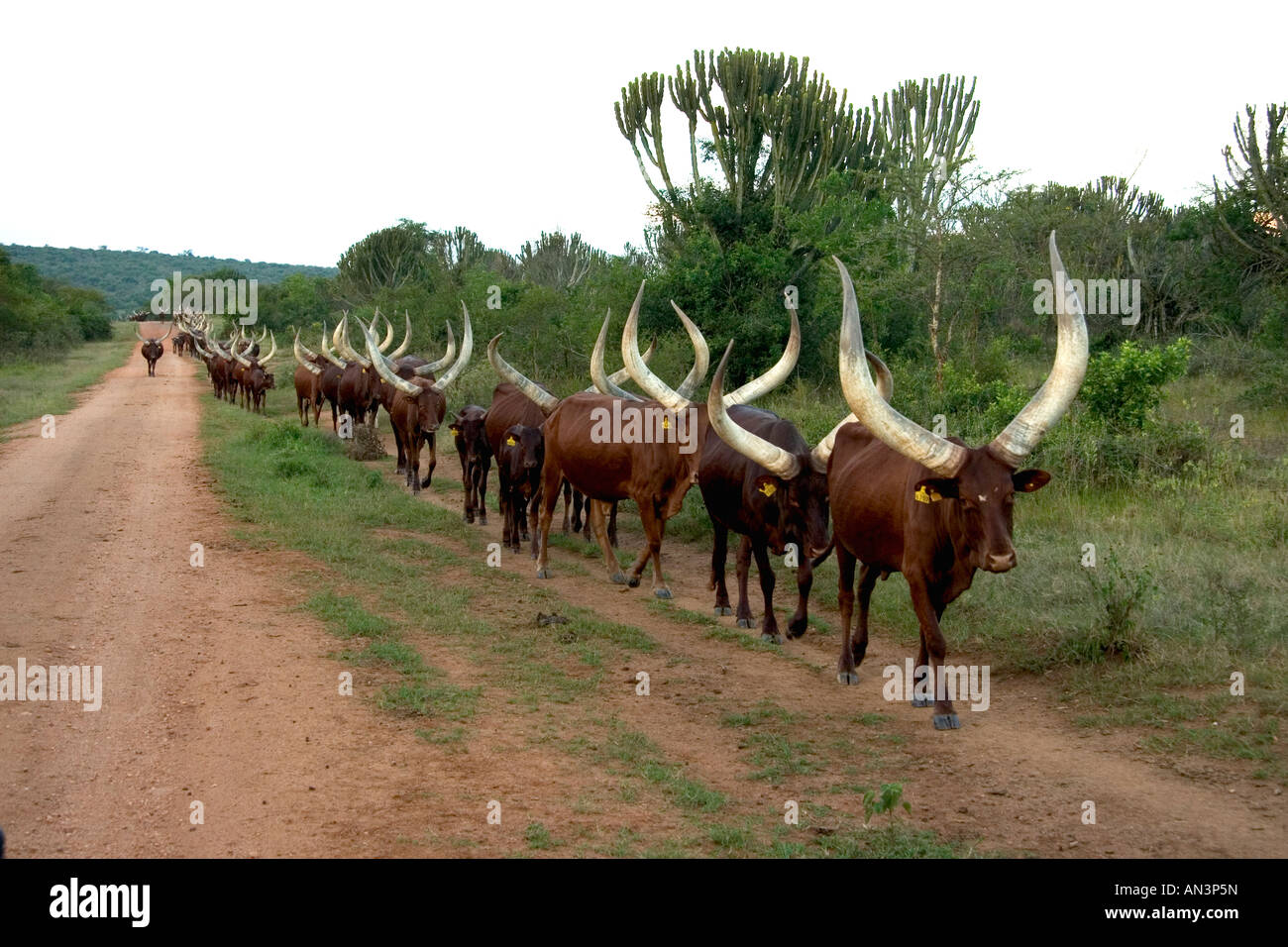 Bahima High Resolution Stock Photography and Images - Alamy