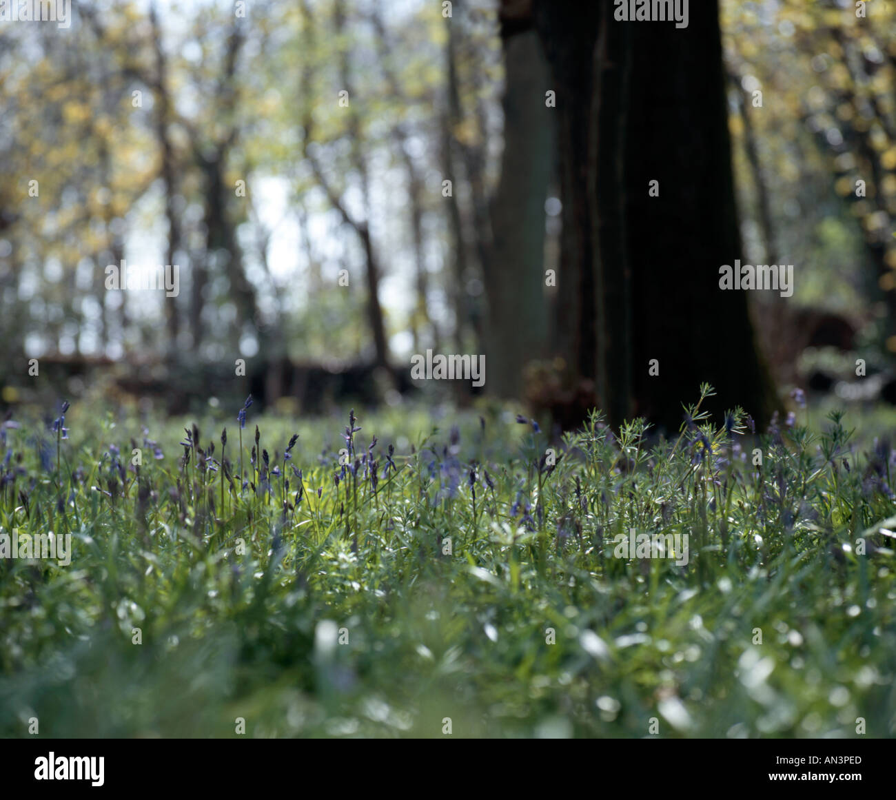 Spring time trees hi-res stock photography and images - Alamy