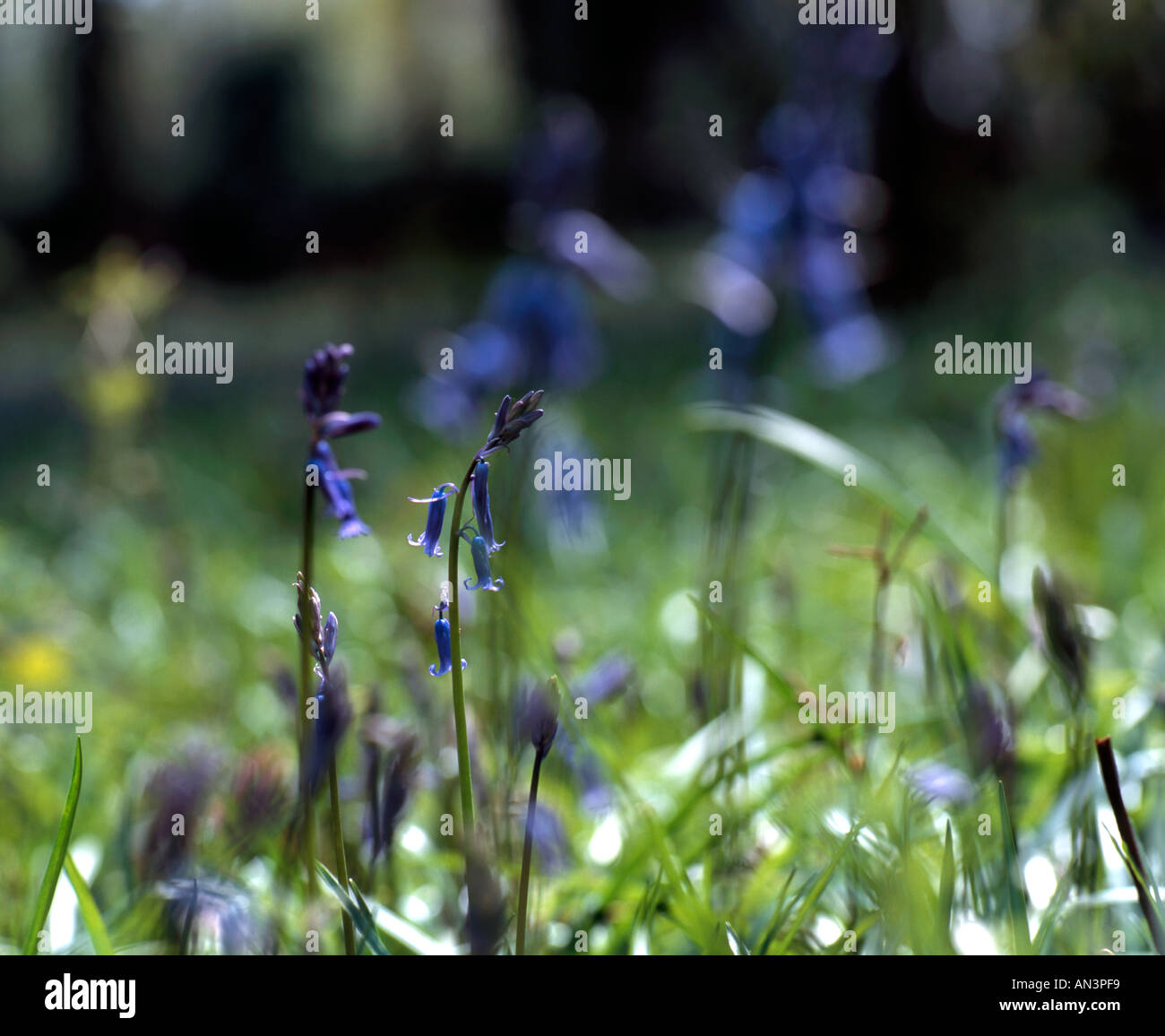 Bluebells in sun light UK Stock Photo - Alamy
