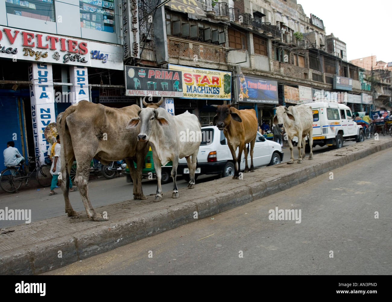 Cows in the streets of Delhi Stock Photo - Alamy