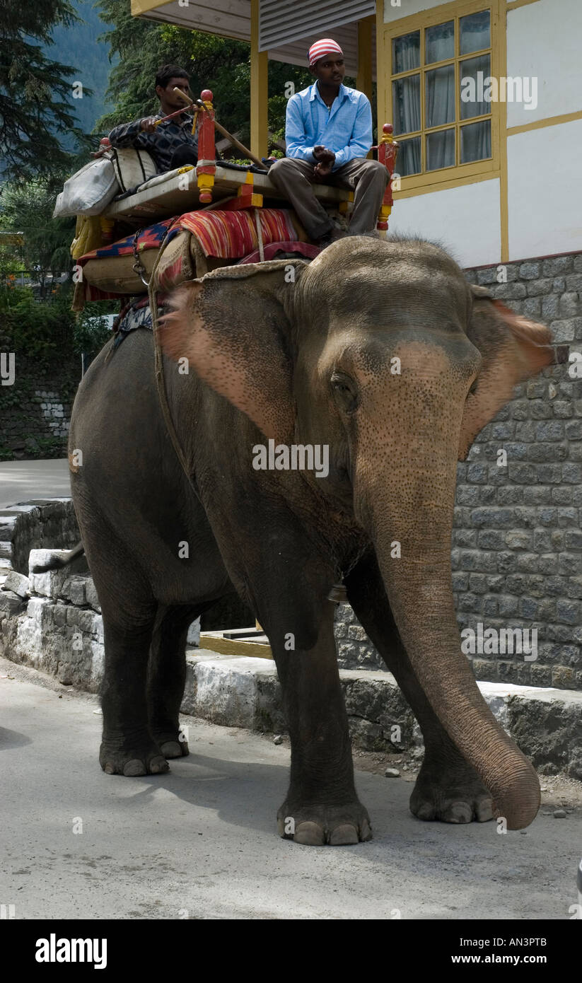 Local Indian Riding an elephant in the streets of Manali, north India ...