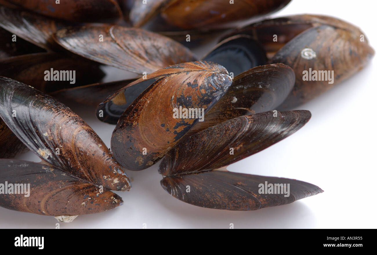 Empty Mussel Shells Stock Photo - Alamy