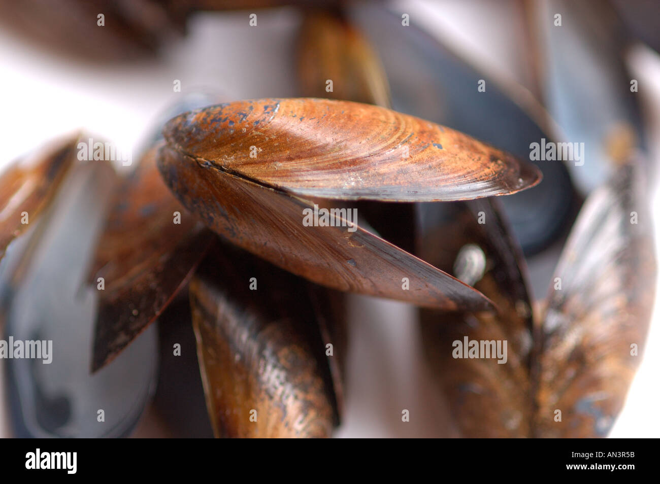 Freshwater shells hi-res stock photography and images - Alamy