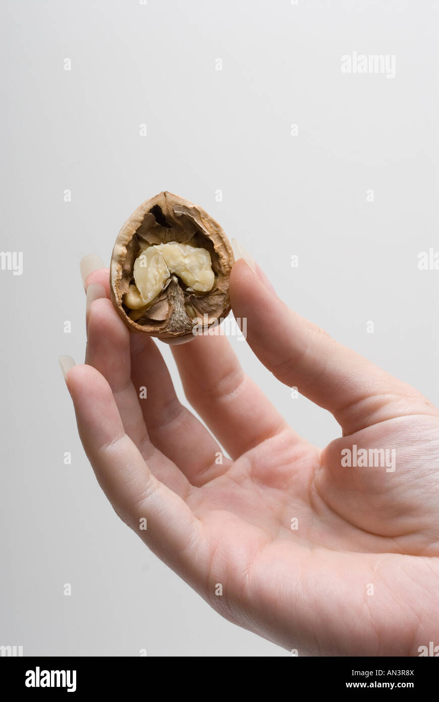 Female hand holding an open Walnut on white background Stock Photo - Alamy