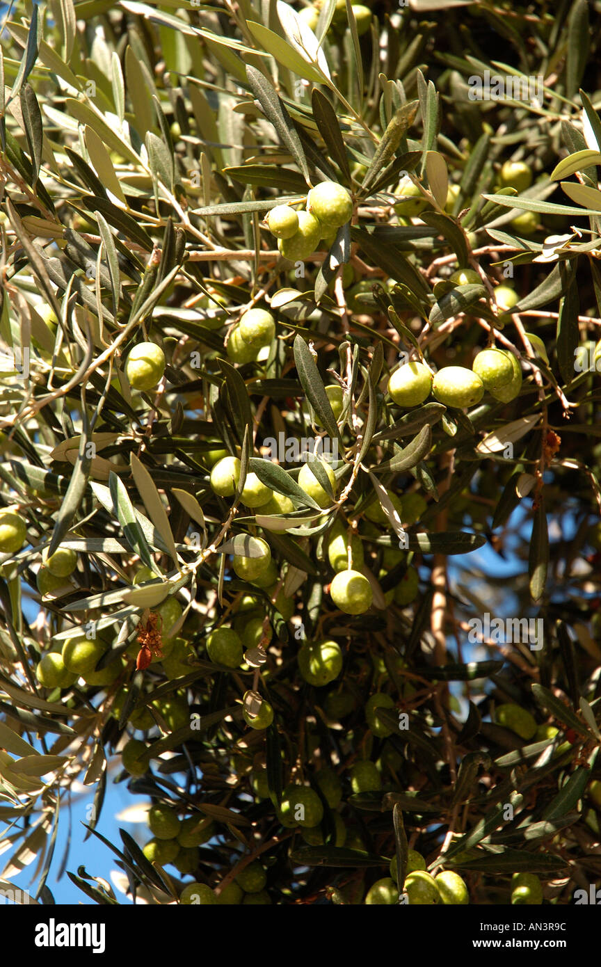 Botany trees oleaceae olive hi-res stock photography and images - Alamy