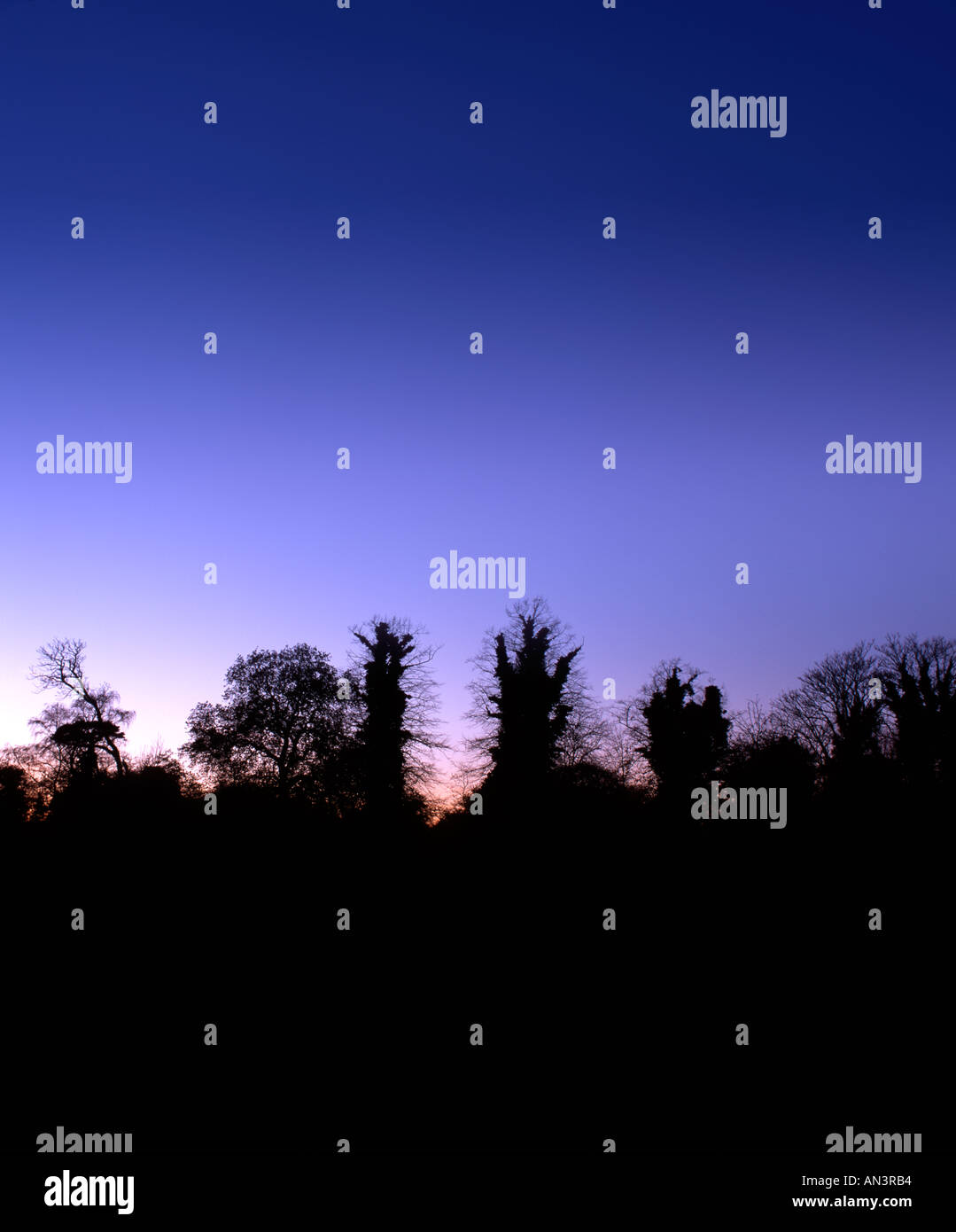 Twilight falls over line of trees Stock Photo - Alamy