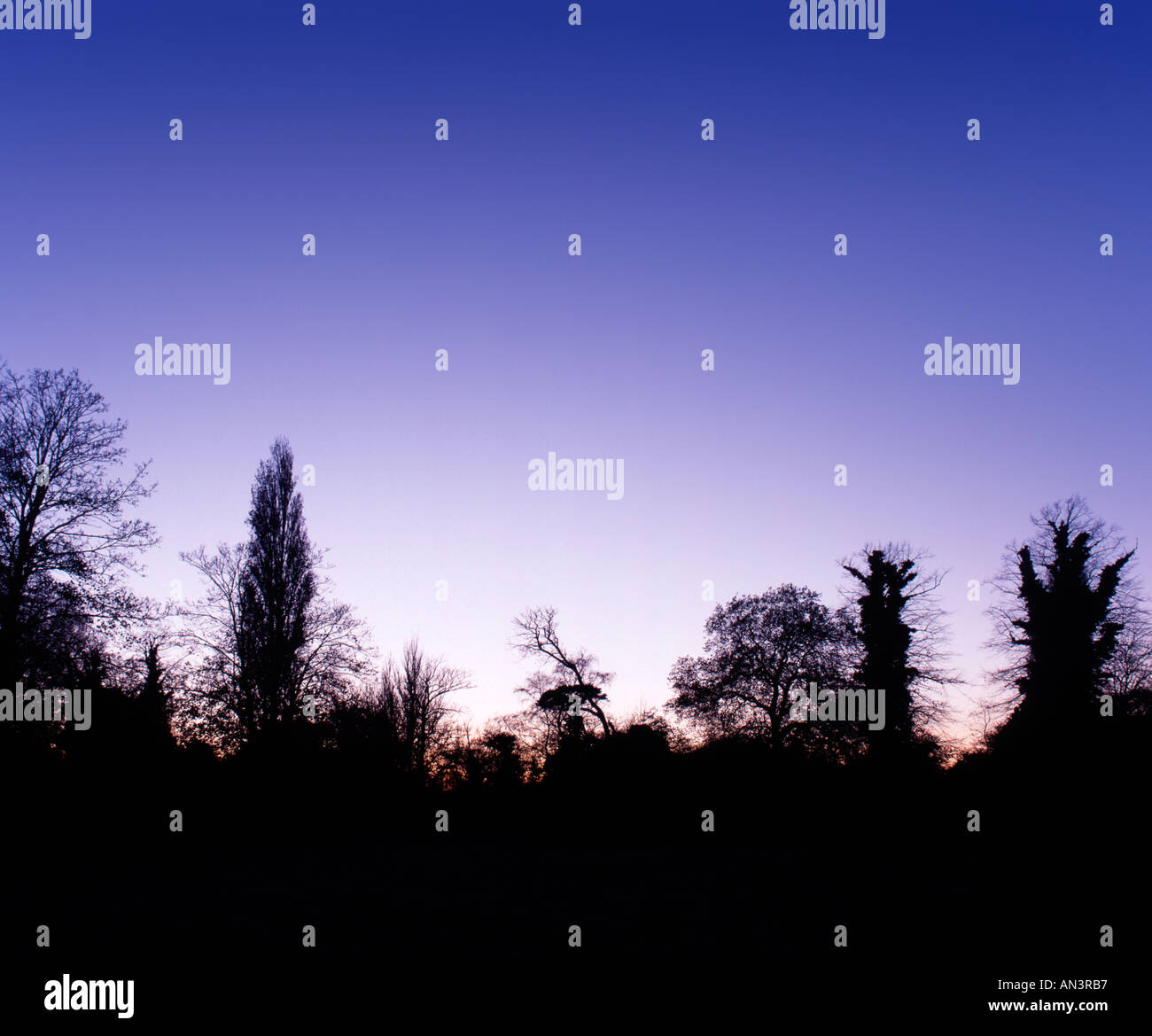 Twilight falls over line of trees Stock Photo - Alamy