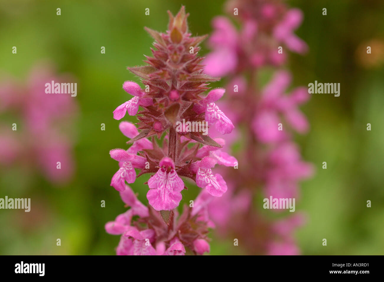 English british flower flowers hi-res stock photography and images - Alamy