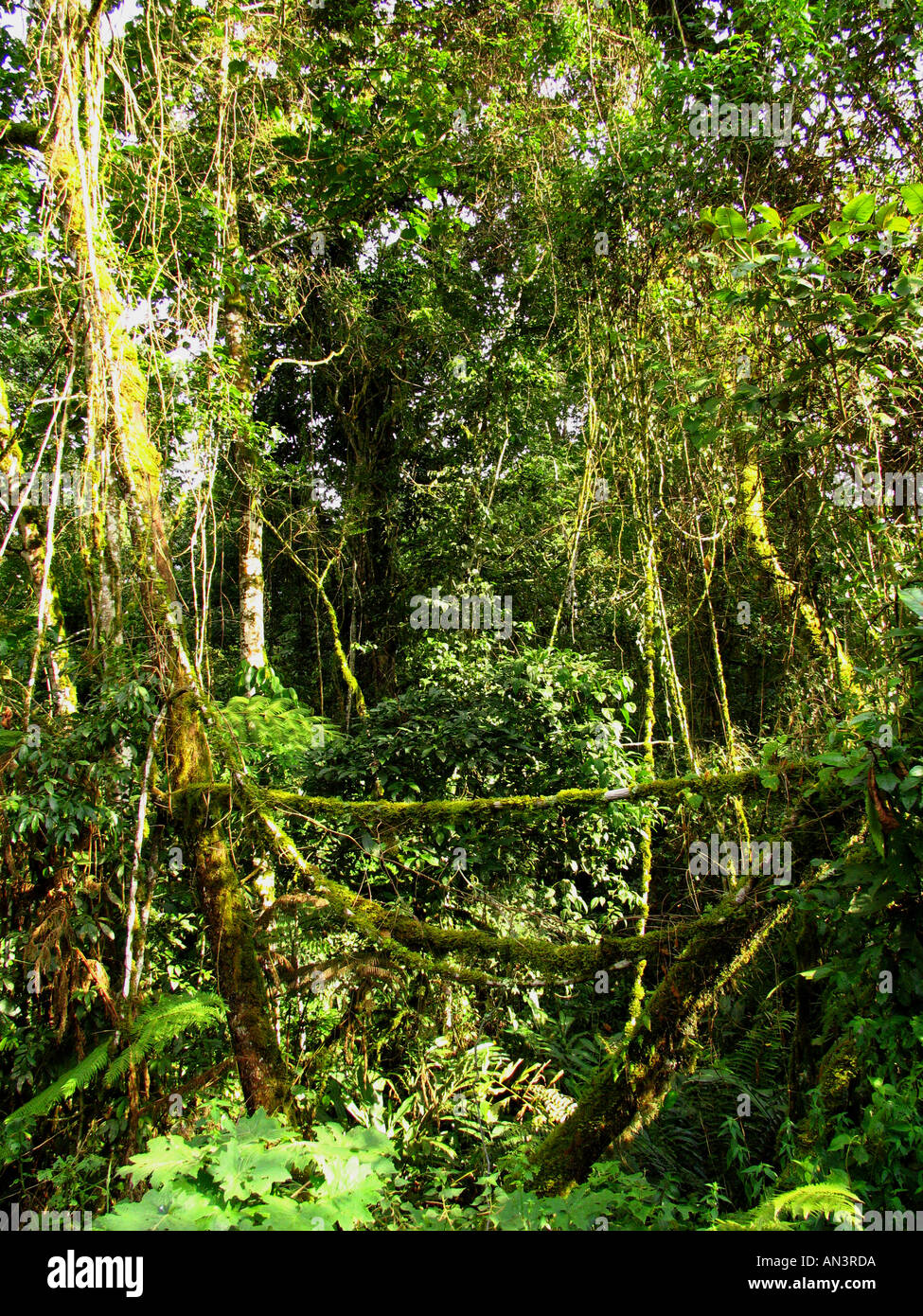 High elevation bird species hi-res stock photography and images - Alamy