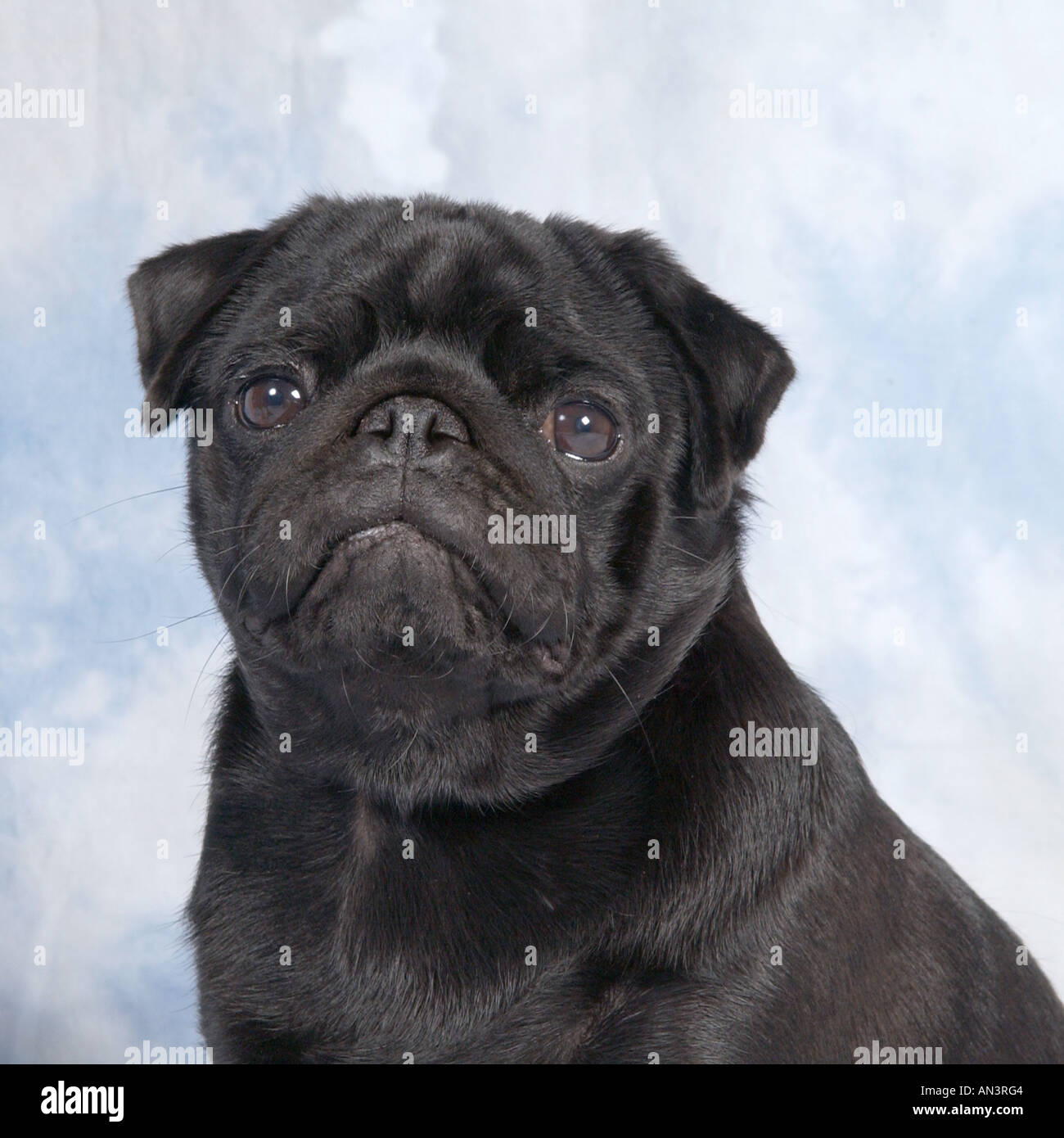 Dog face squashed hi-res stock photography and images - Alamy