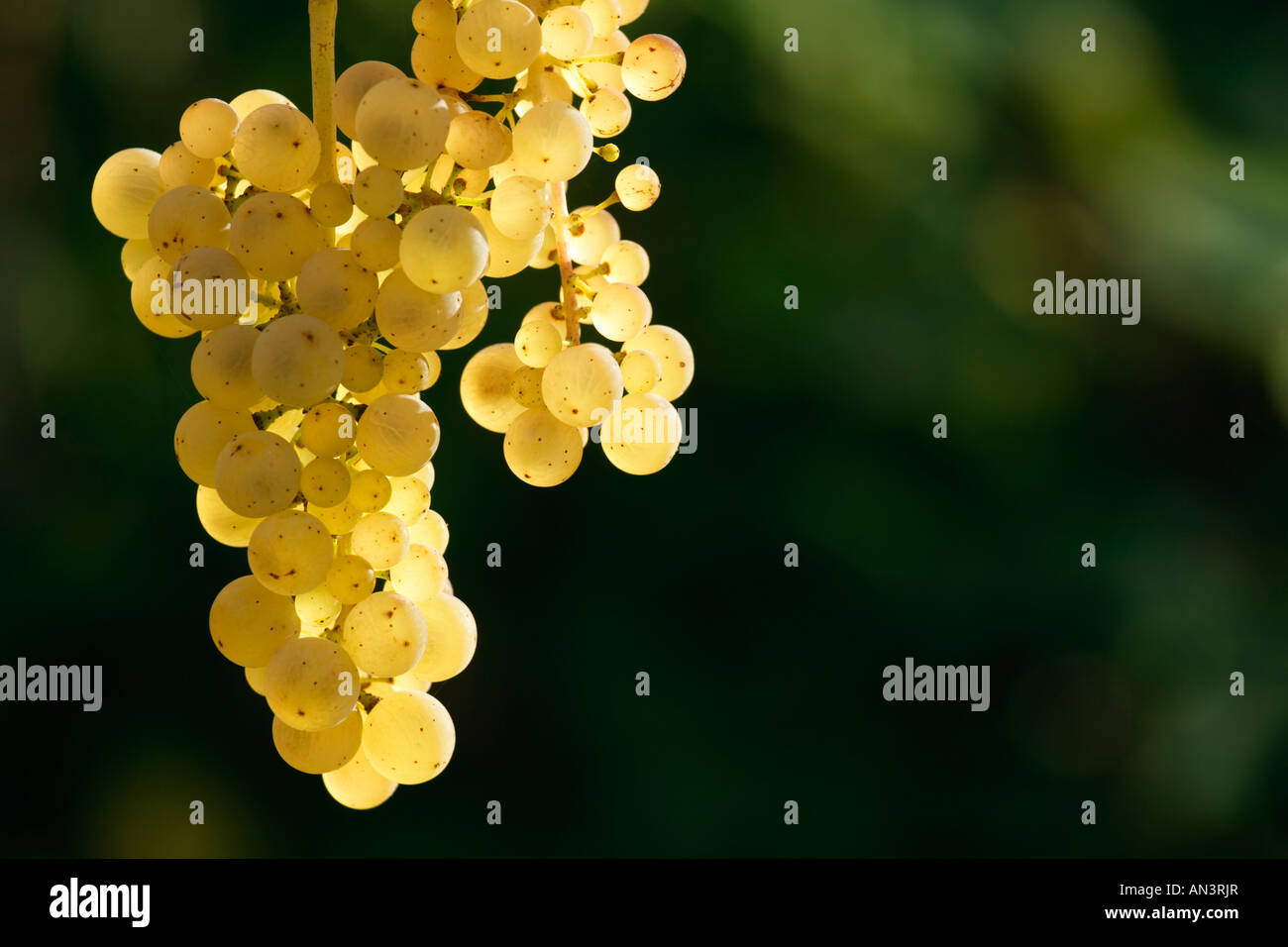 Riesling grapes on the vine Stock Photo - Alamy