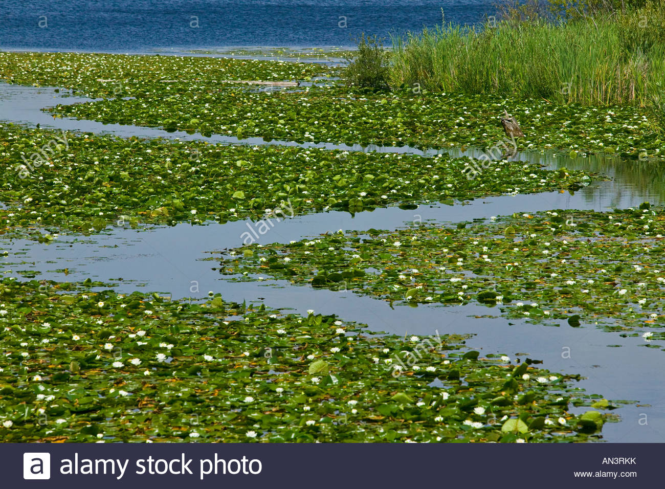 Narrow Pattern High Resolution Stock Photography and Images - Alamy