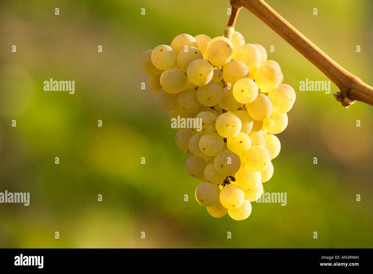 Riesling grapes on the vine Stock Photo - Alamy