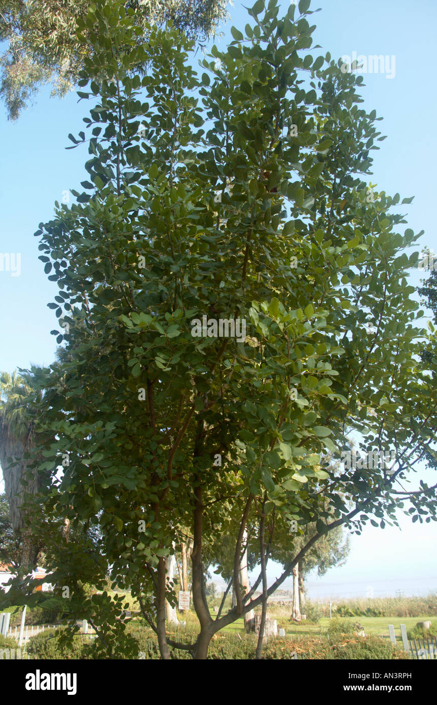 Native evergreen tree of the mediterranean region hi-res stock ...