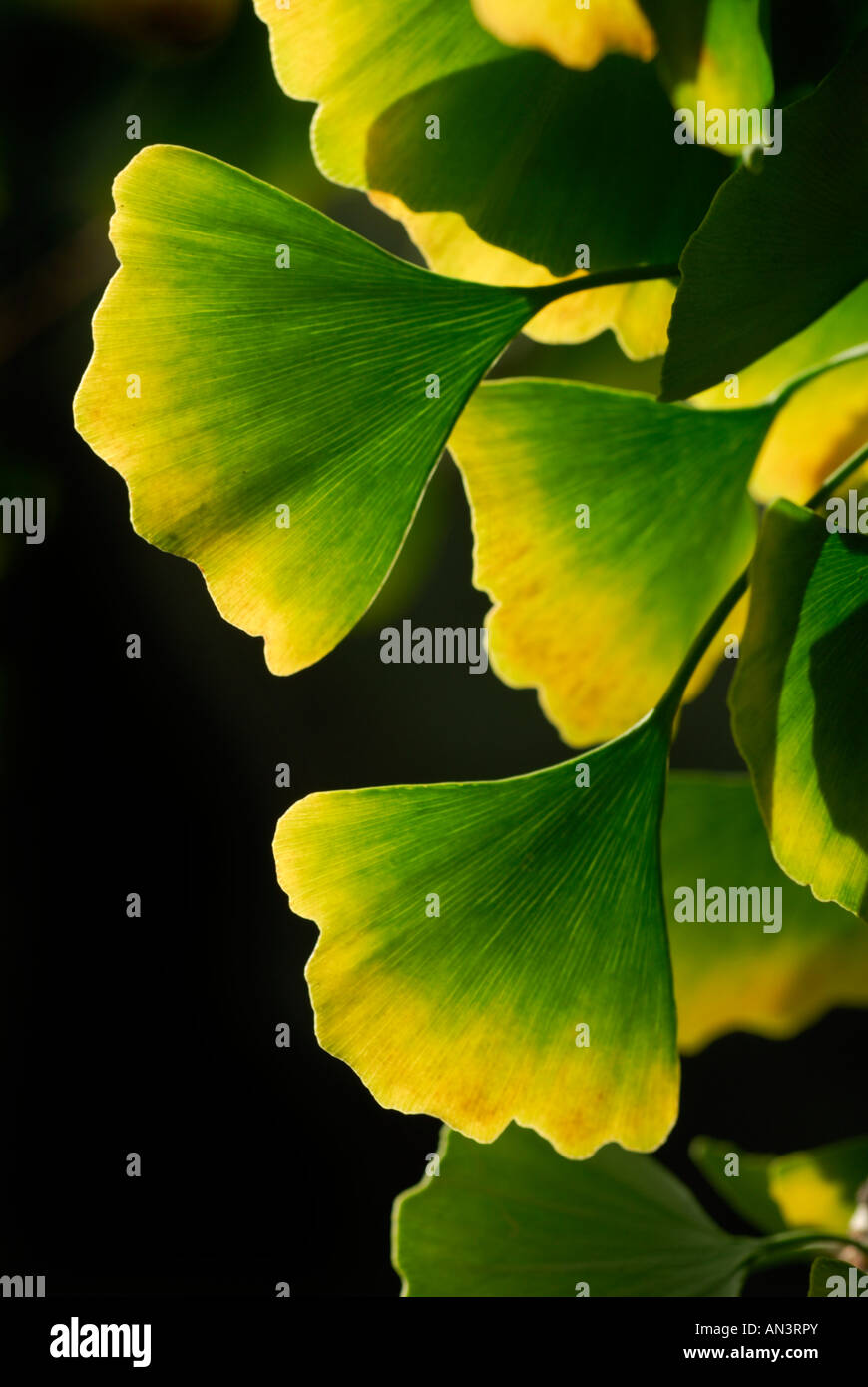 Ginko biloba hi-res stock photography and images - Alamy