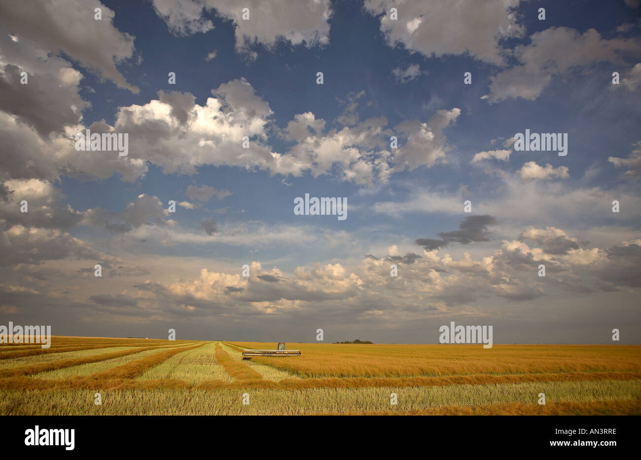 Swathing wheat hi-res stock photography and images - Alamy