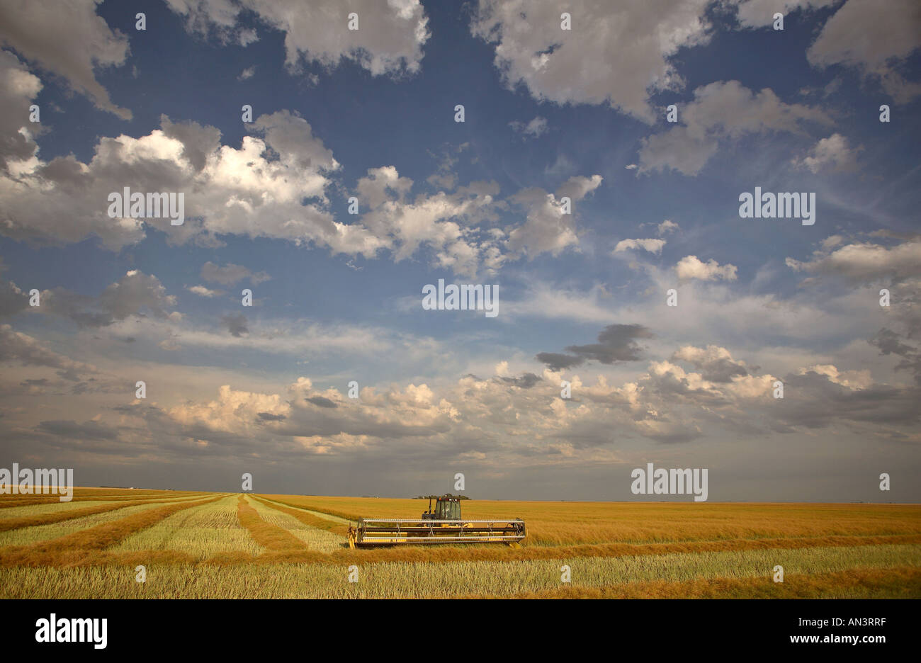 Lovely clouds over farmer swathing grain crop in scenic Saskatchewan ...