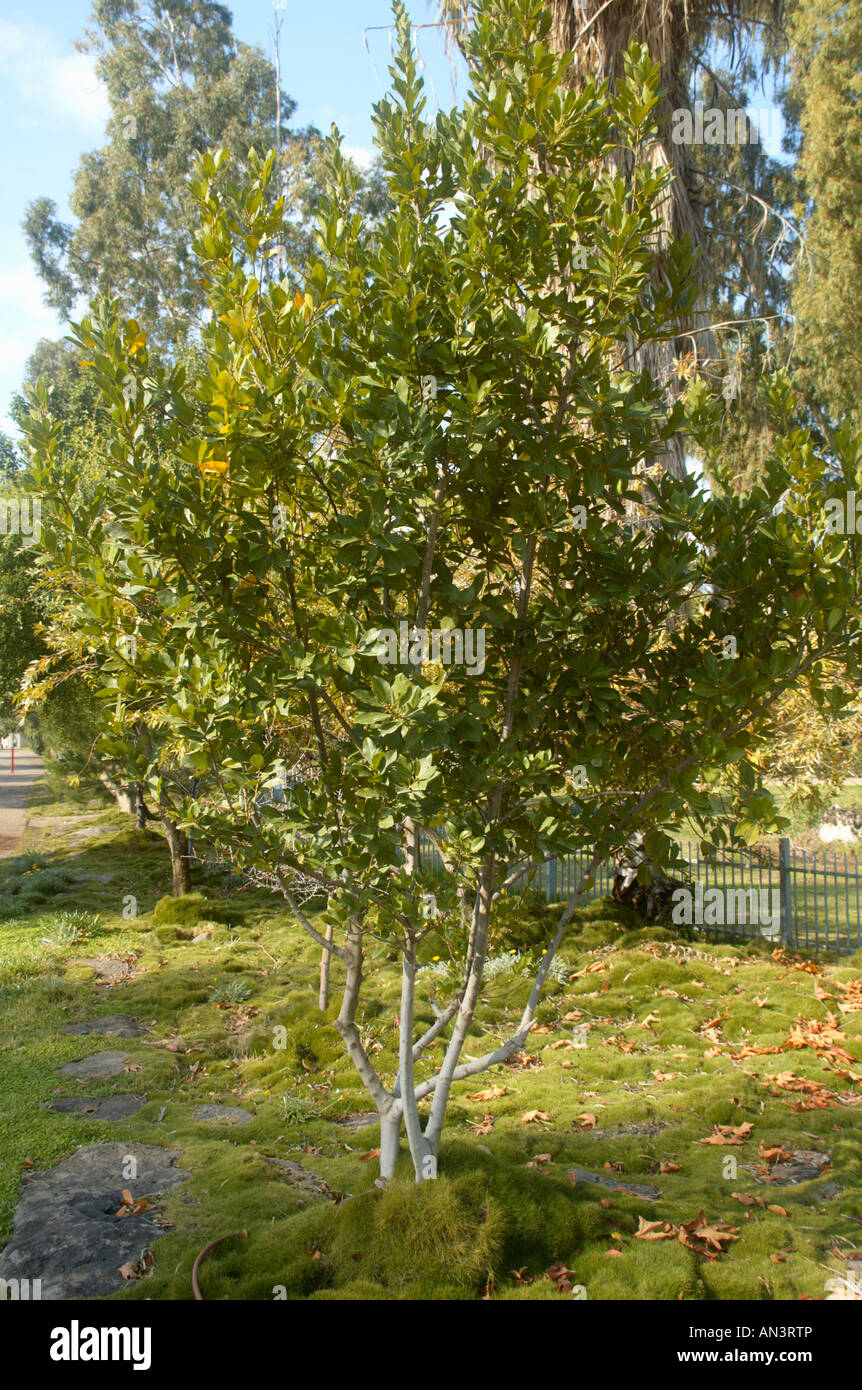 Bay Laurel Laurus nobilis Lauraceae also known as True Laurel Sweet Bay ...