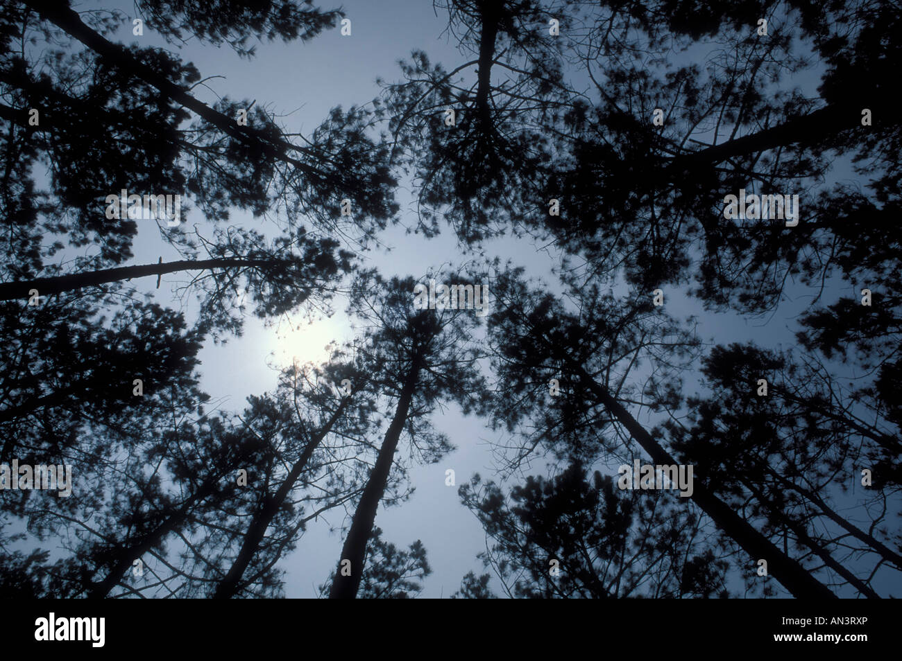 pine trees sun Stock Photo - Alamy
