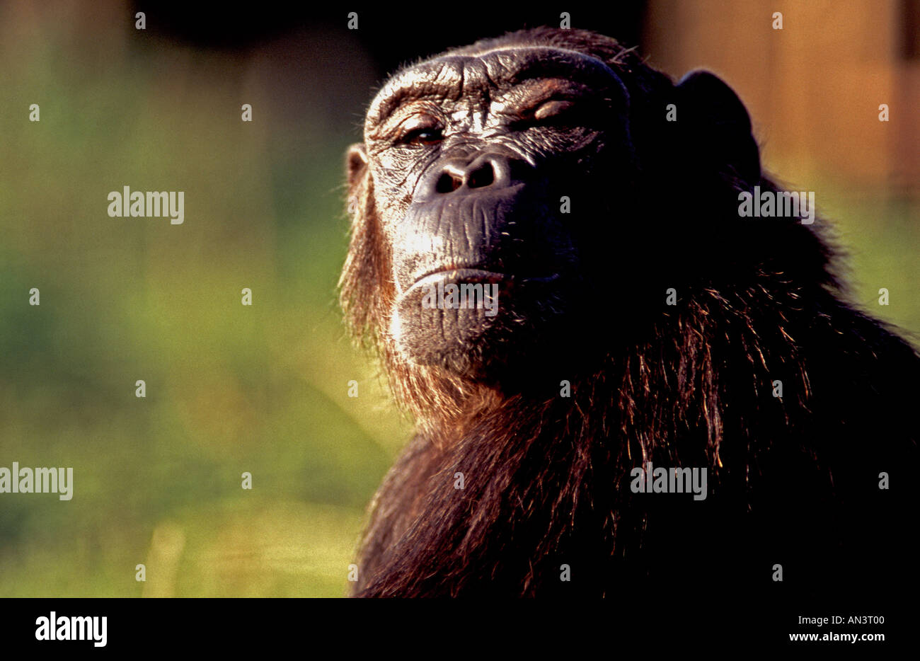 curious Chimp, Pan troglodytes Stock Photo - Alamy