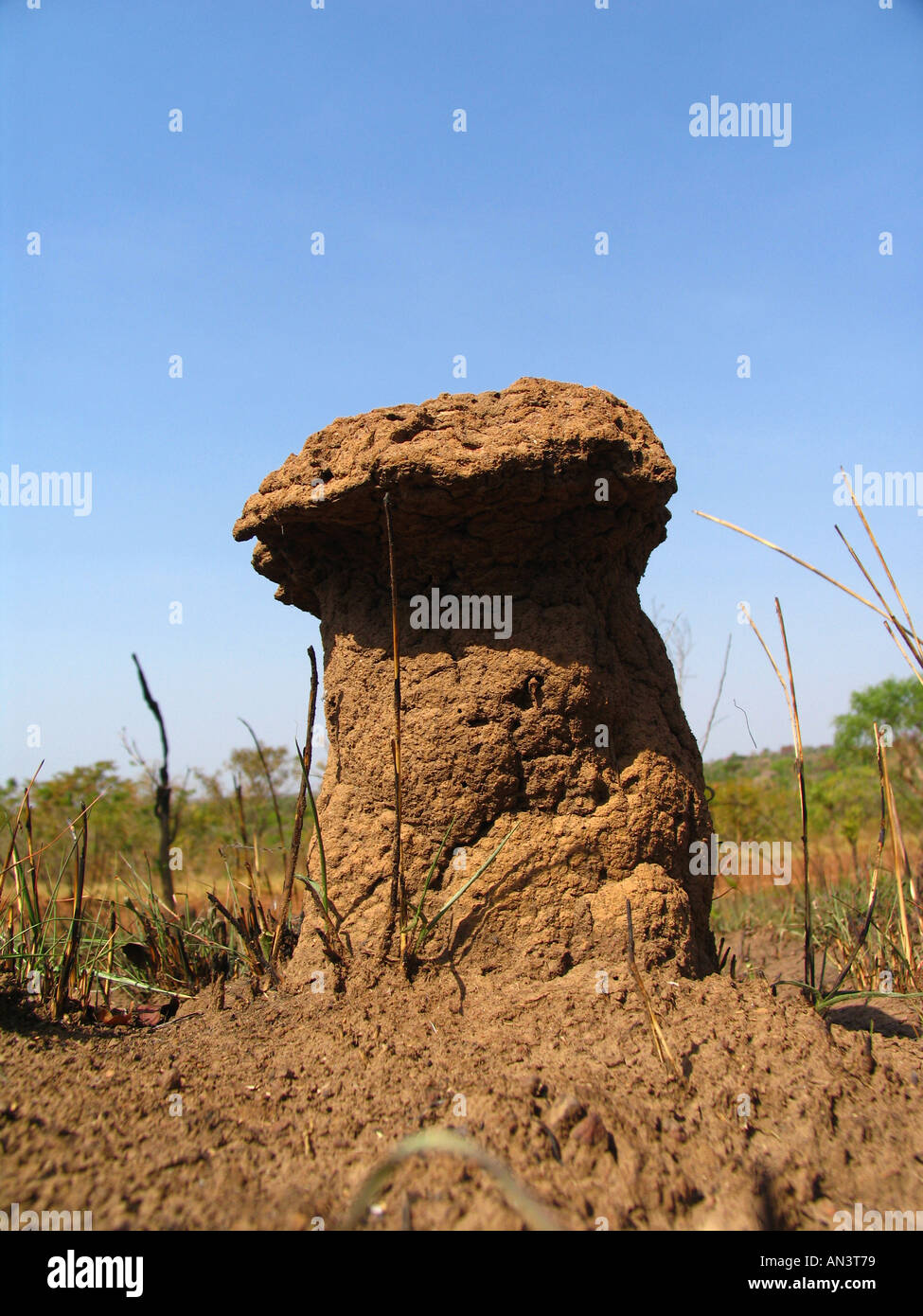 Mushroom shaped Termite Hill Stock Photo - Alamy
