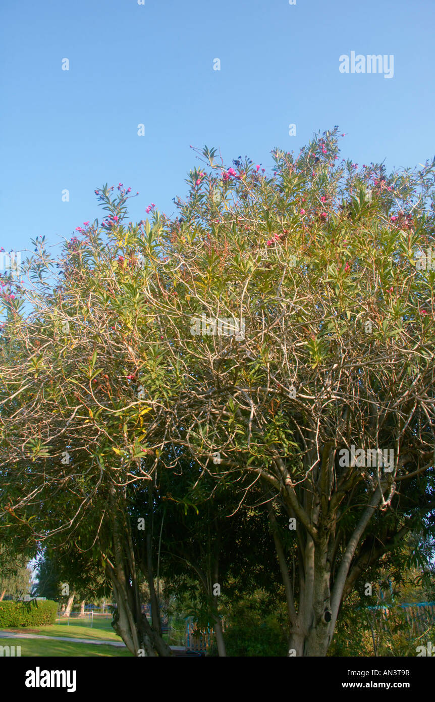Oleander Nerium oleander an evergreen shrub or small tree in the ...