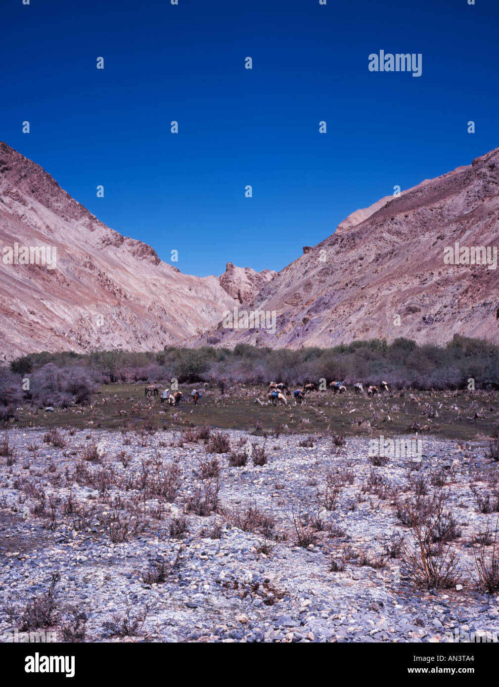 Animals Grazing on Markha Valley Trek Ladakh India Stock Photo - Alamy
