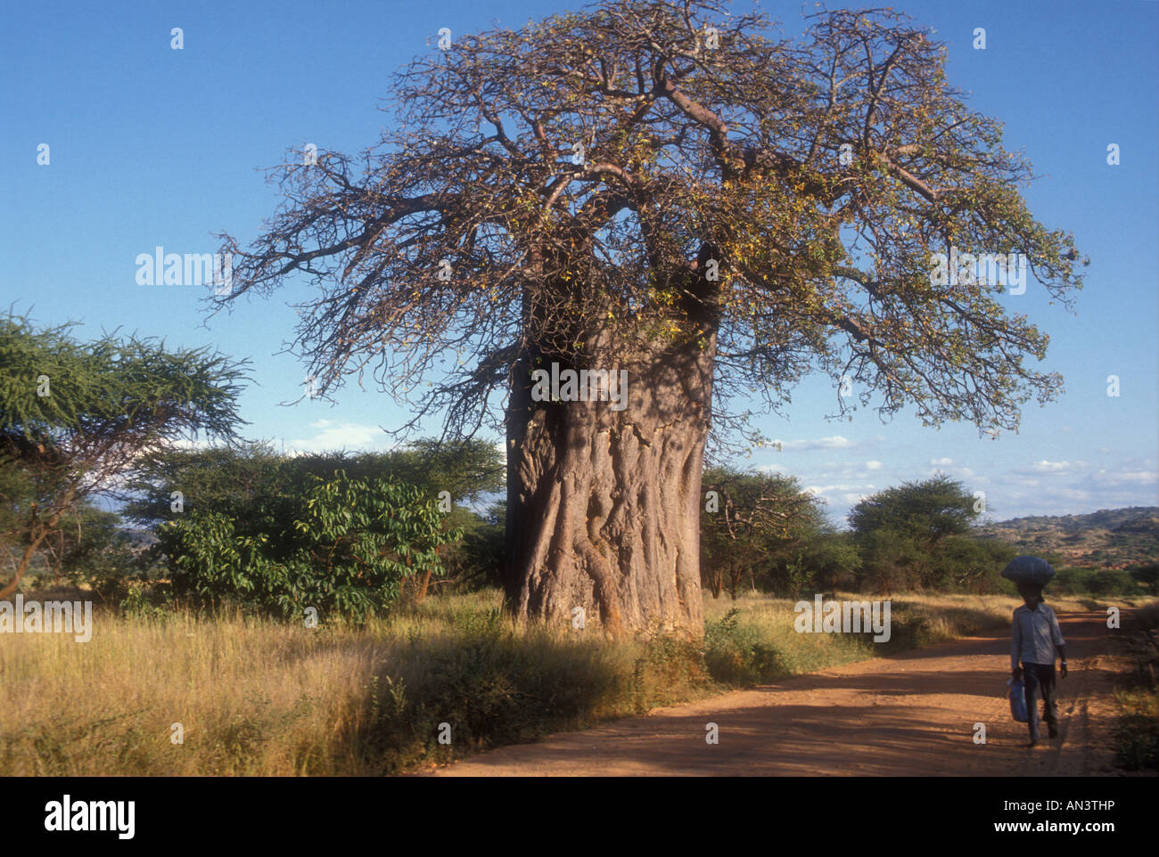 Baobab tree in northern Tanzania Stock Photo - Alamy