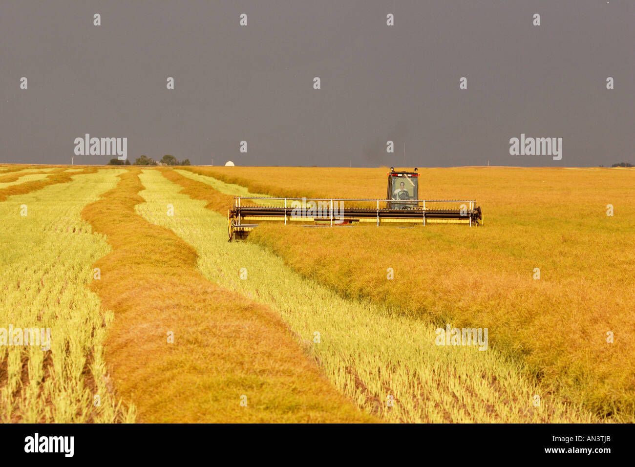 Swathing wheat hi-res stock photography and images - Alamy