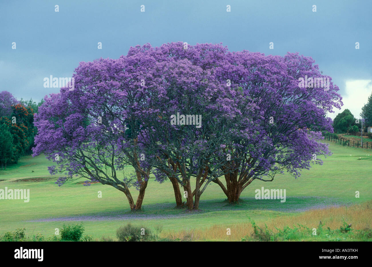 Golf kenya hi-res stock photography and images - Alamy