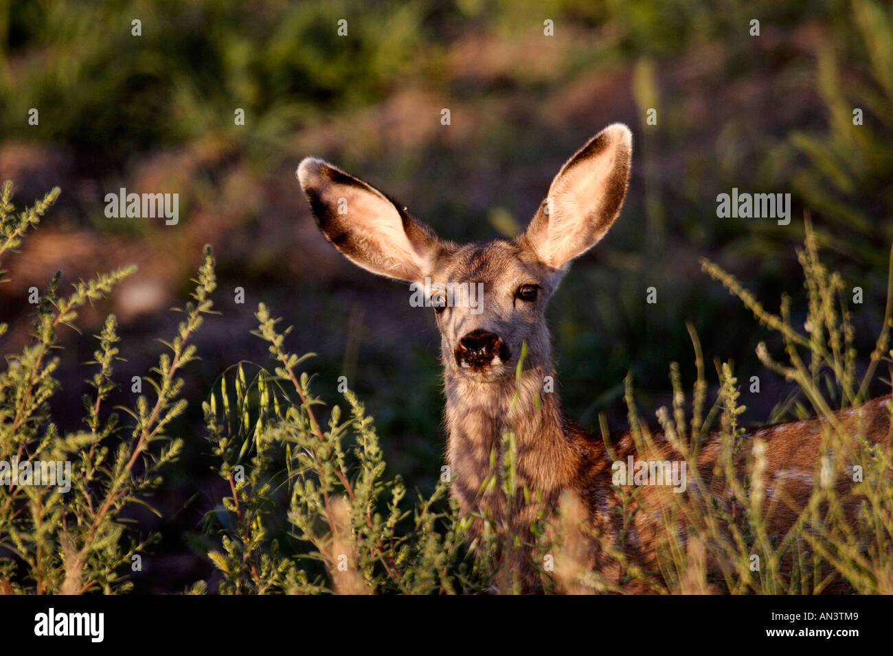 Mule Deer fawn lying behind Russian Thistles Stock Photo - Alamy