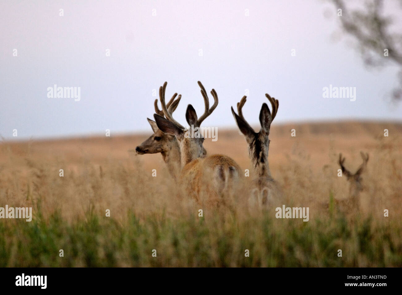 Four bucks hi-res stock photography and images - Alamy