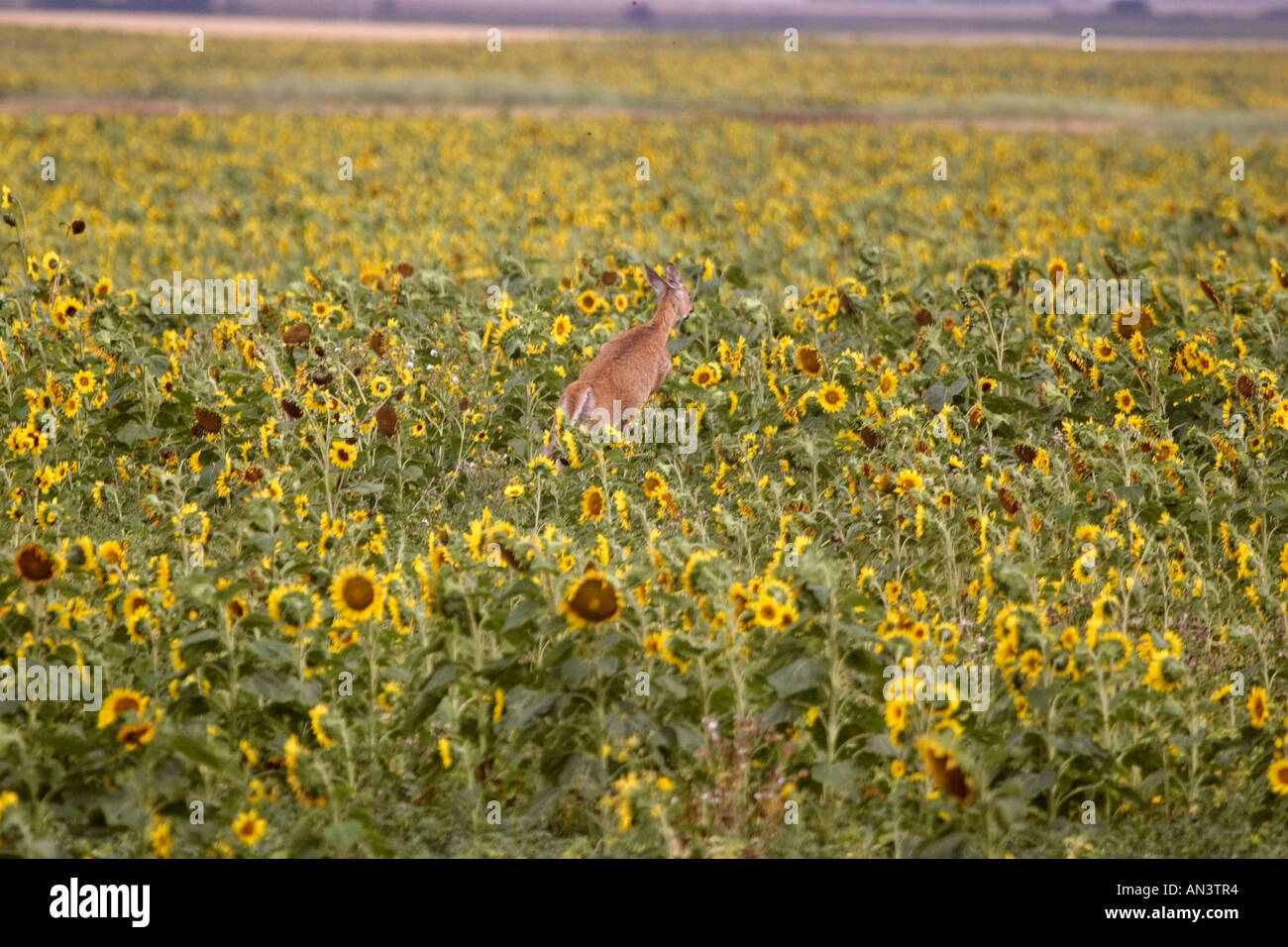 White-tailed Deer doe leaping through a sunflower crop in scenic ...