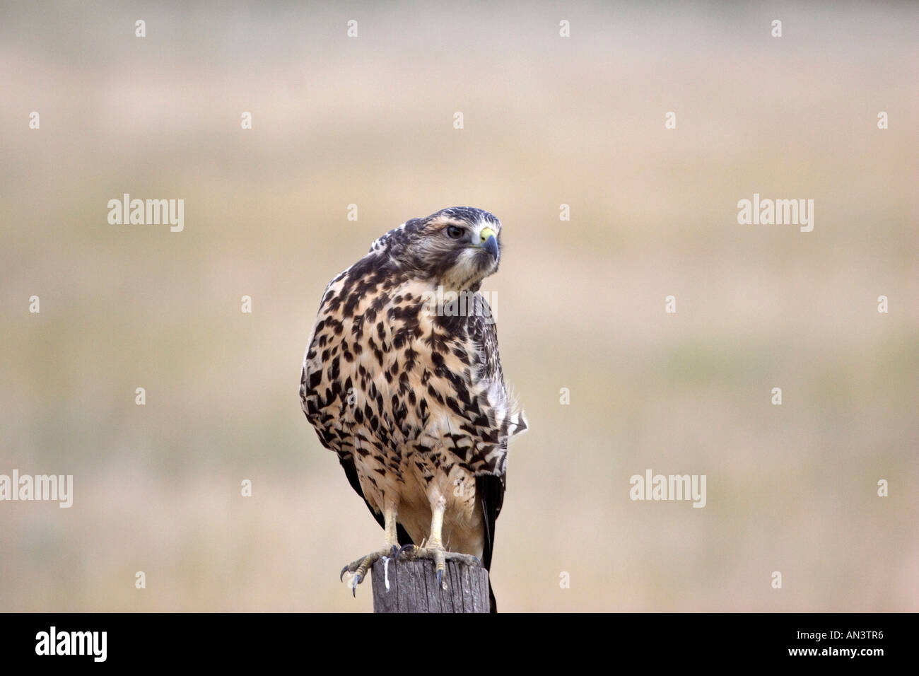Juvenile Red-tailed Hawk on a fence post Stock Photo - Alamy